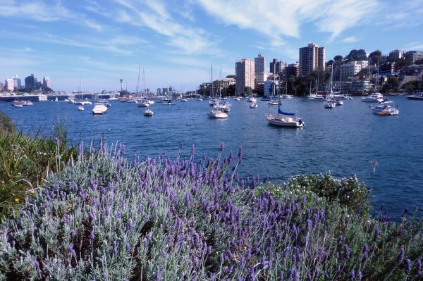 Lavender Bay Walk: Wendy's Secret Garden & Milsons Point | Sydney Expert