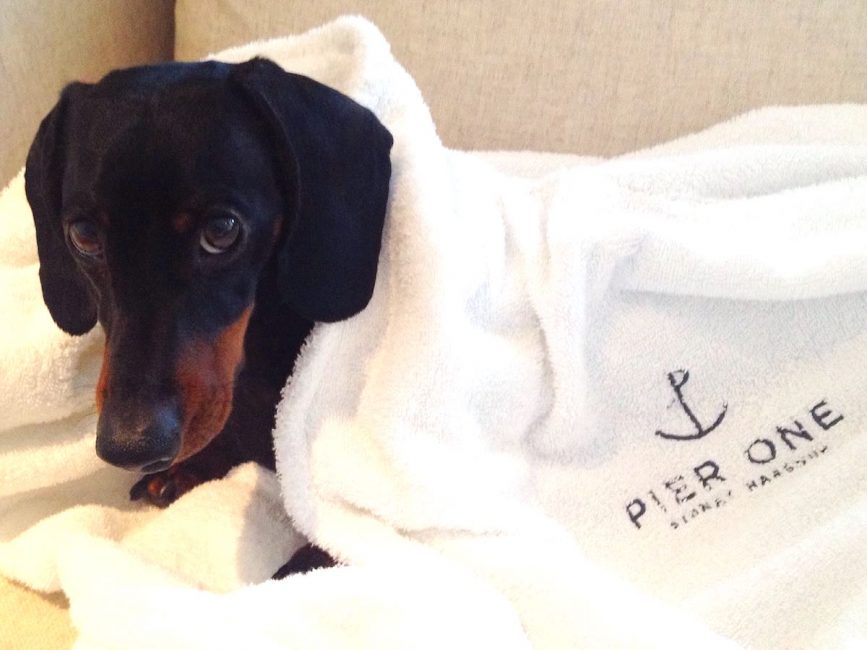 Dog Friendly Sydney: How to visit Sydney with your dog | Sydney Expert