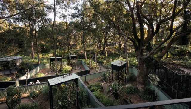 The Best Zoos in Sydney: A Detailed Guide | Sydney Expert