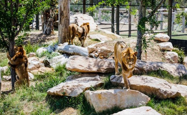 The Best Animal Parks and Zoos in Sydney | Sydney Expert