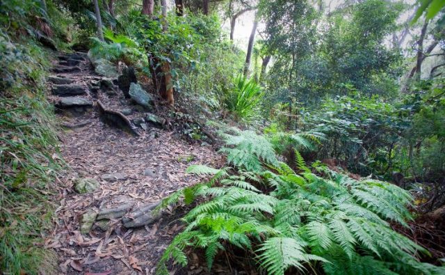 The Best Royal National Park Walks: Guide + Insider Tips | Sydney Expert