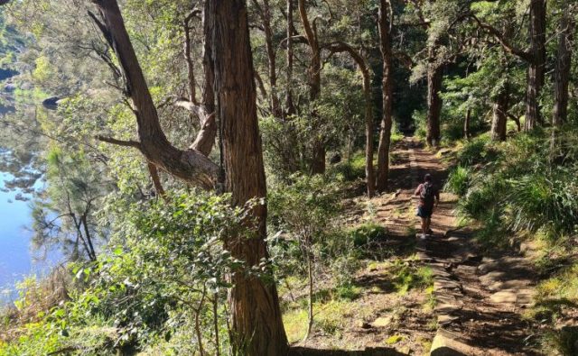 Easy Bushwalks in Sydney for Families | Sydney Expert
