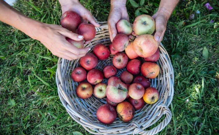 Fruit Picking in Sydney: A Seasonal Guide | Sydney Expert